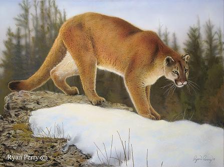 Ryan Perry - Wildlife Artist