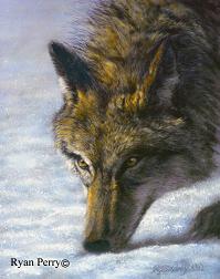 Ryan Perry - Wildlife Artist