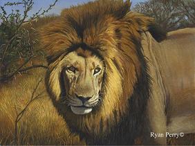 Ryan Perry - Wildlife Artist