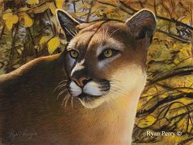 Ryan Perry - Wildlife Artist