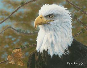 Ryan Perry - Wildlife Artist