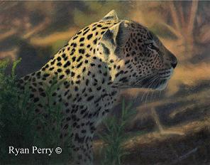 Ryan Perry - Wildlife Artist
