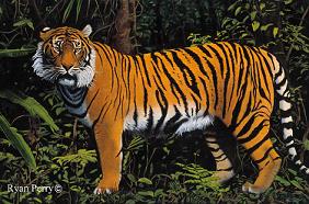 Ryan Perry - Wildlife Artist