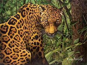 Ryan Perry - Wildlife Artist