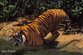 Ryan Perry - Wildlife Artist