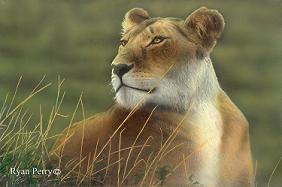 Ryan Perry - Wildlife Artist