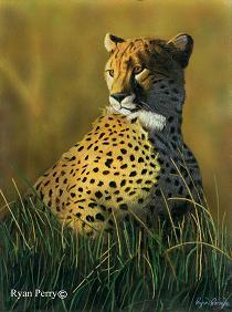 Ryan Perry - Wildlife Artist